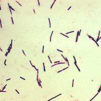 Gasbrand (Gasödem) - Alle Infos!