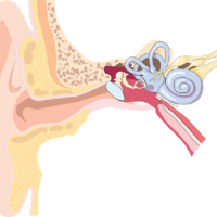 Mittelohrentzündung Dauer – wie lange Bettruhe?