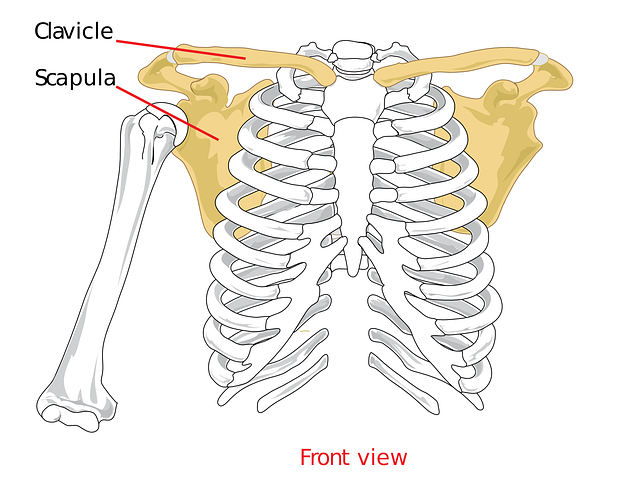 Periarthritis Humeroscapularis – Auftreten, Ursachen und Therapie