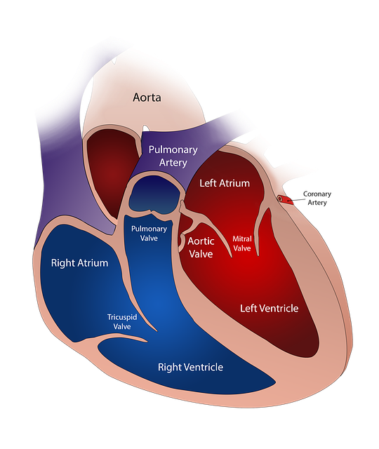 Die Taschenklappen , Anatomie und Aufbau – ETKTD